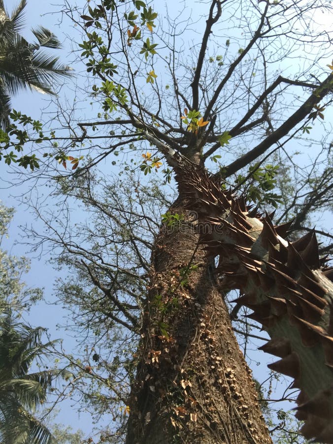 Spiny trunk of cotton tree stock photo. Image of design - 140258026