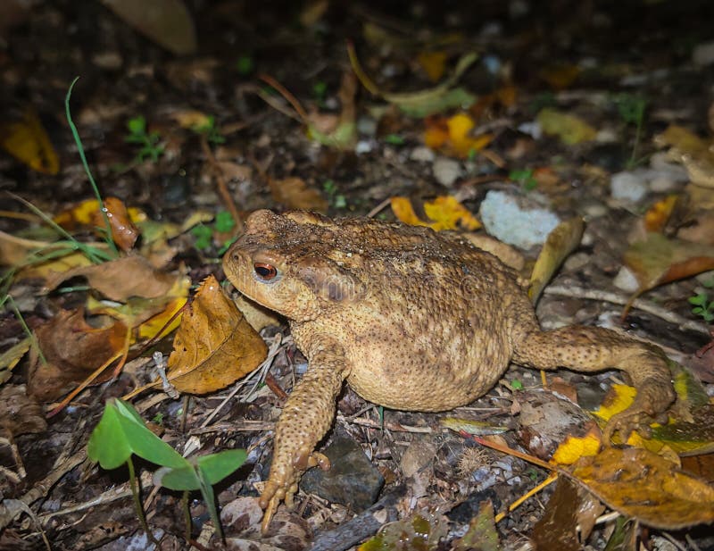 Spiny toad stock image. Image of toad, detail, nature - 200932451