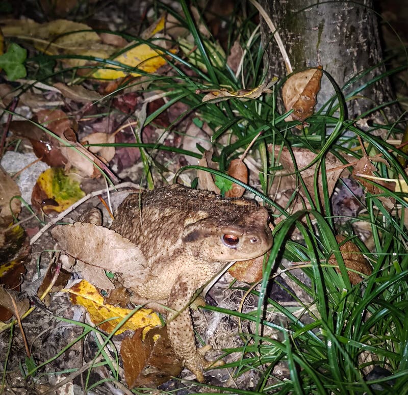 Spiny toad stock image. Image of wildlife, woodland - 200932457