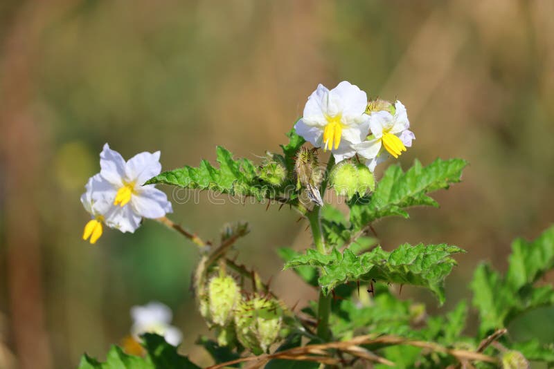 Spiny tomato plant stock image. Image of fields, full - 200705625