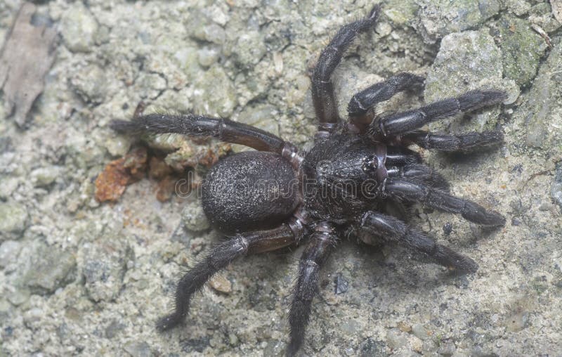 Spiny Trap-door Spider Crawling on the Ground Stock Photo - Image of ...