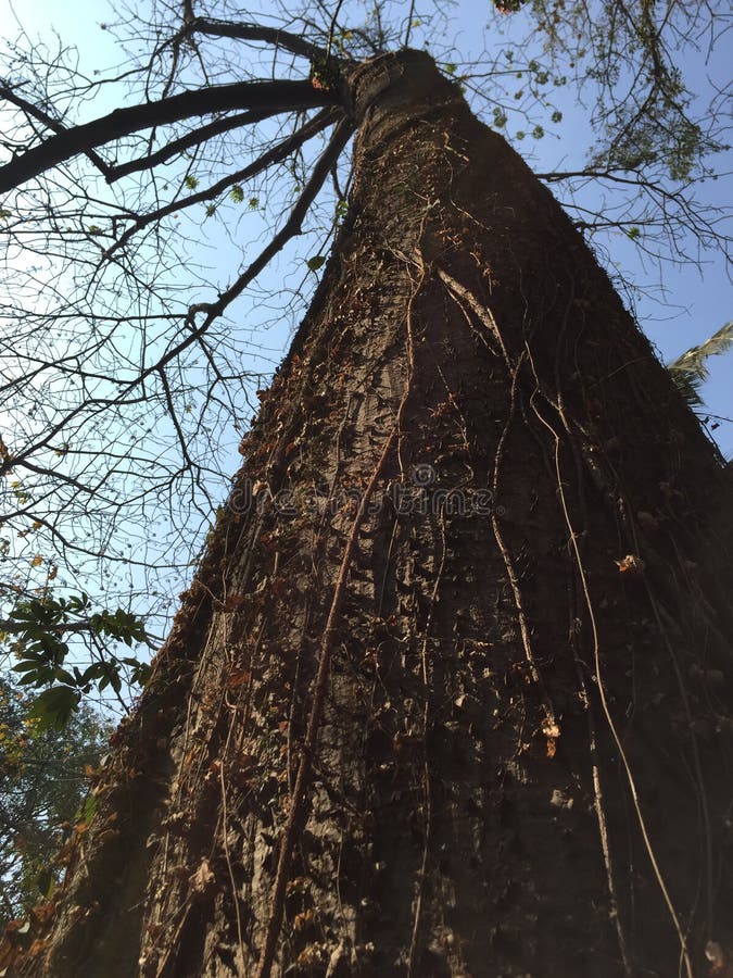 Spiny trunk of cotton tree stock photo. Image of thorny - 140257576