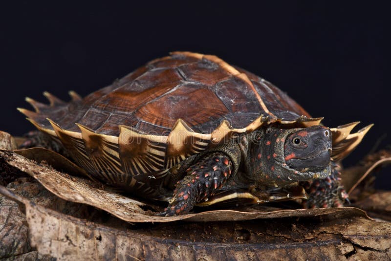 Spiny Turtle (Heosemys Spinosa) Stock Photo - Image of terrapin, brunei ...