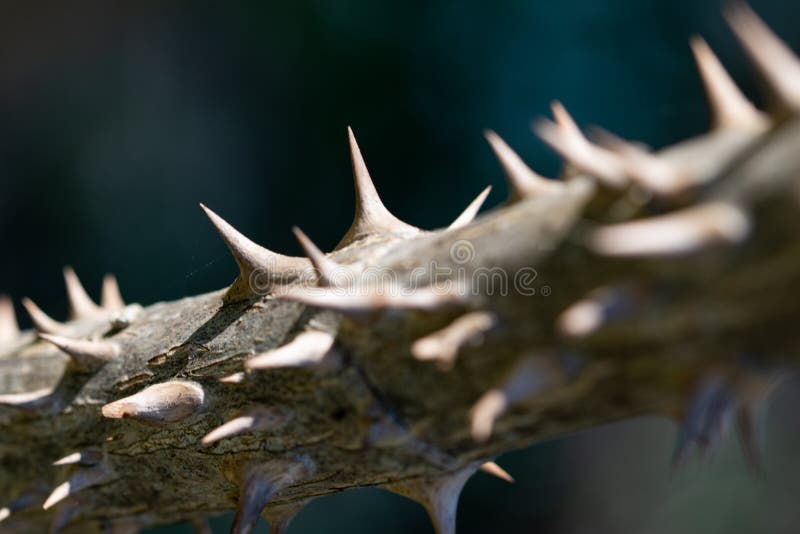 Spiny Twig of Aralia Spinosa, Devils Walking Stick Plant Macro Stock ...