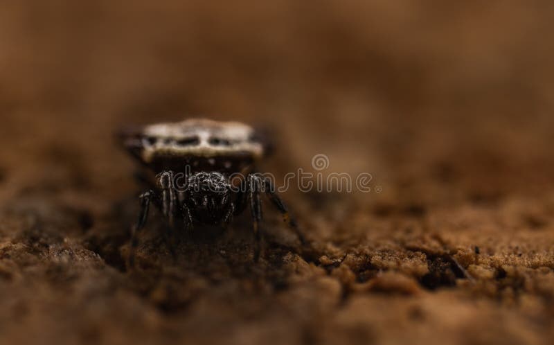 Spiny weaver spider. stock image. Image of wildlife - 357017757