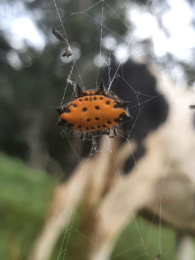 Spinybacked orbweaver stock image. Image of arachnida - 181977155