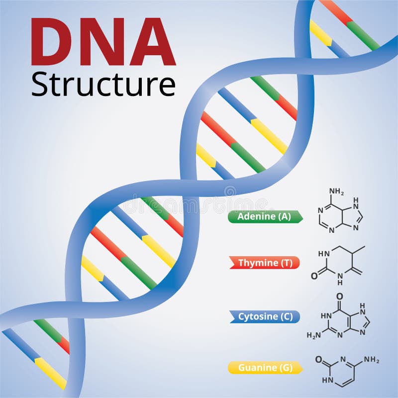 Spiraal Van DNA, Een Illustratie Van De Structuur Van De DNA-molecules ...