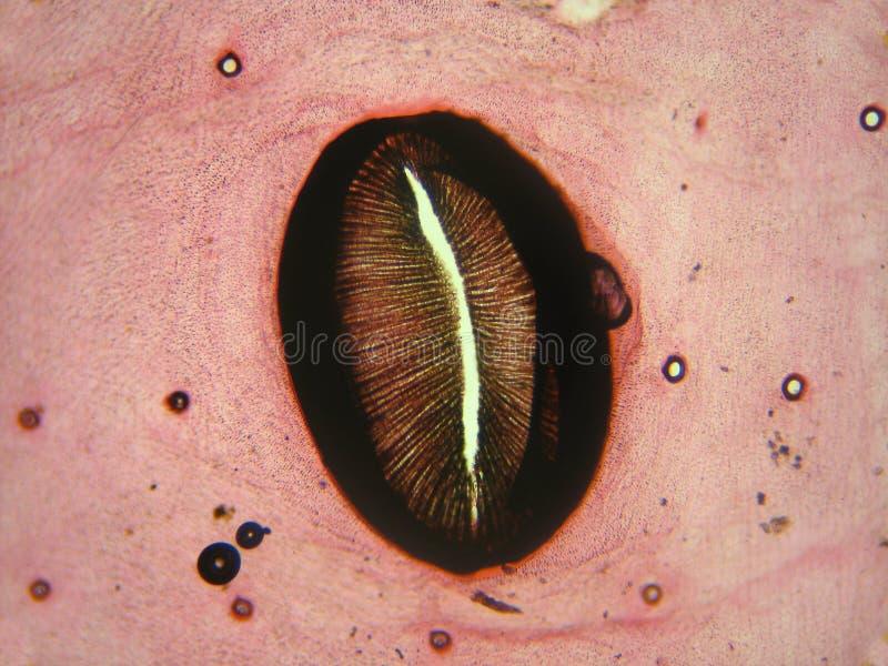 Spiracle silkworm stock photo. Image of arthropod, microscopic - 6166786