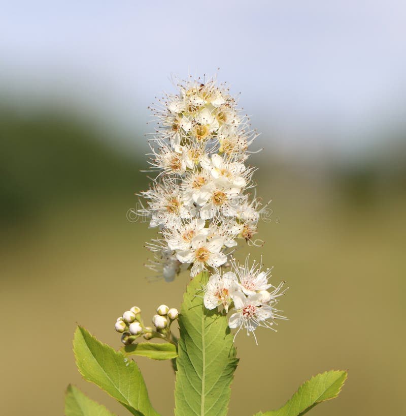 Spiraea Alba (white Meadowsweet) Stock Photo - Image of bridewort ...