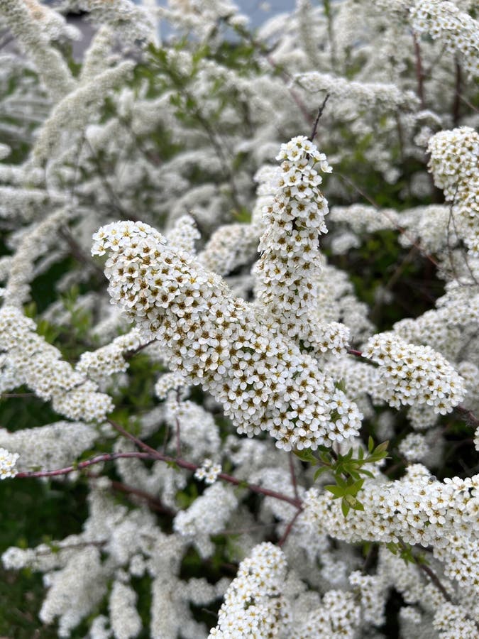 Spiraea Alpine - White Blossoming Stock Photo - Image of leaf, fresh ...