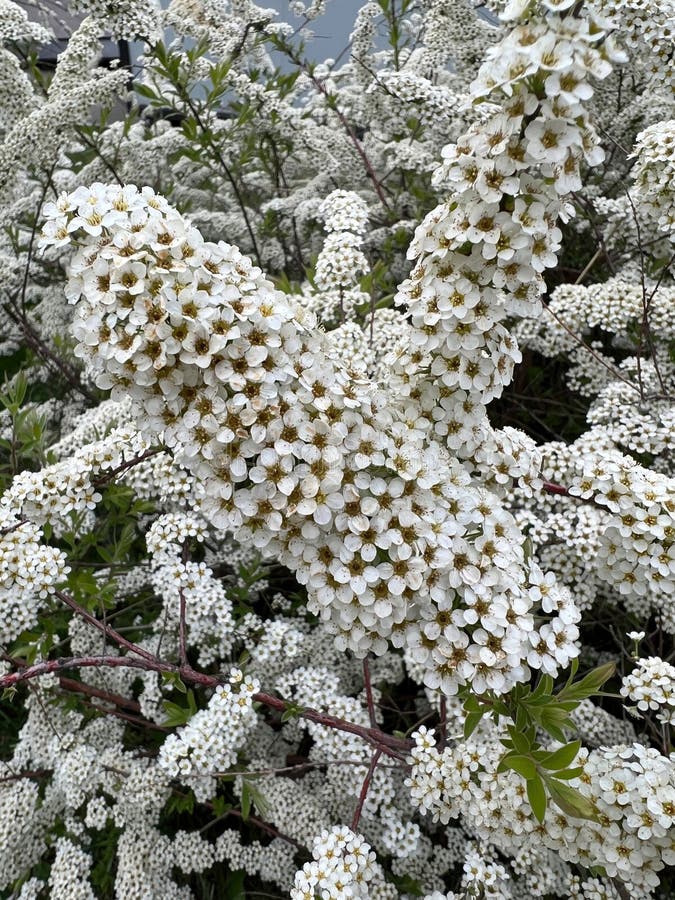 Spiraea Alpine - White Blossoming Stock Photo - Image of botanical ...