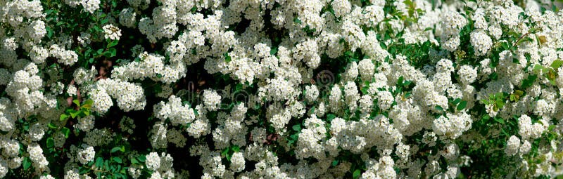 Spiraea Alpine Spring Flower Stock Image - Image of beauty, fresh: 72182011