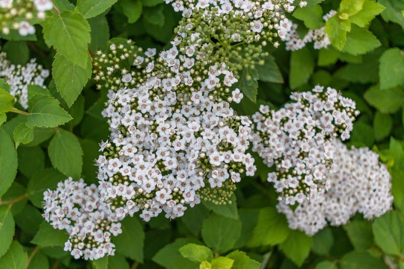 Spiraea Alpine Spring Flower Shrub with White Blossoms Stock Image ...