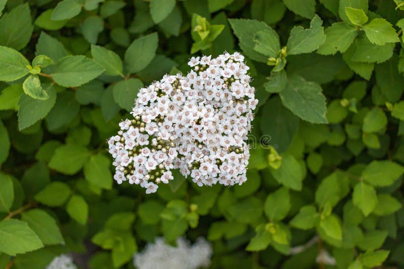 Spiraea Alpine Spring Flower White Flowering Shrub Stock Image - Image ...