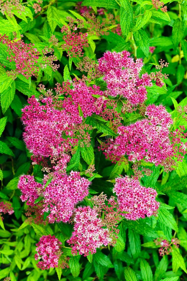 Spiraea bush stock image. Image of pink, bush, japanese - 72790219