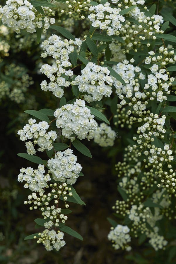Spiraea cantoniensis shrub stock photo. Image of flora - 112814170
