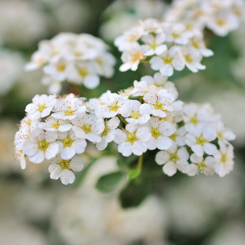 Spiraea Flower. White Spiraea Flower Stock Photo - Image of bouquet ...