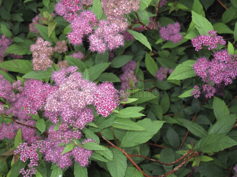 Spiraea japonica en flor imagen de archivo. Imagen de planta - 172344669