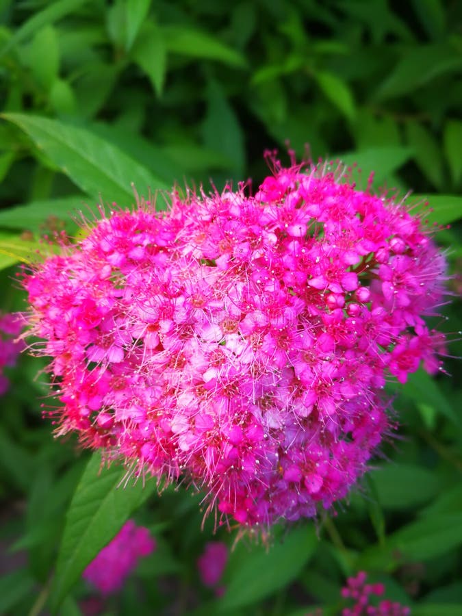 Spiraea japonica L. f stock image. Image of bloom, close - 92109143