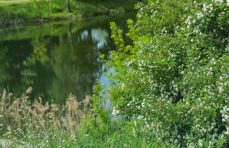 Spiraea. stock image. Image of spring, growth, horizontal - 382225953