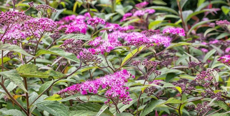 Spiraea red shrub stock image. Image of flora, pollen - 144718255