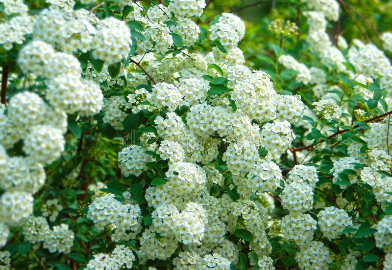 Spiraea spring blossom stock image. Image of garden - 316024771