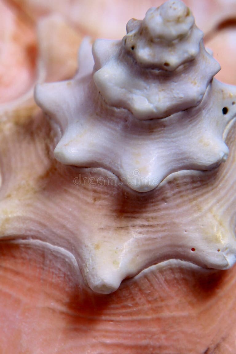 13,724 Conch Spiral Stock Photos - Free & Royalty-Free Stock Photos ...