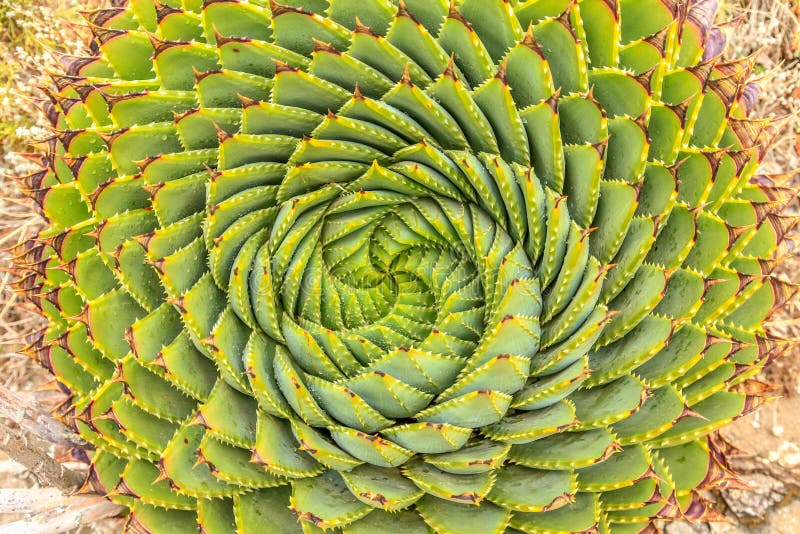 Spiral Aloe - Lesotho Traditional Plant Stock Image - Image of plant ...
