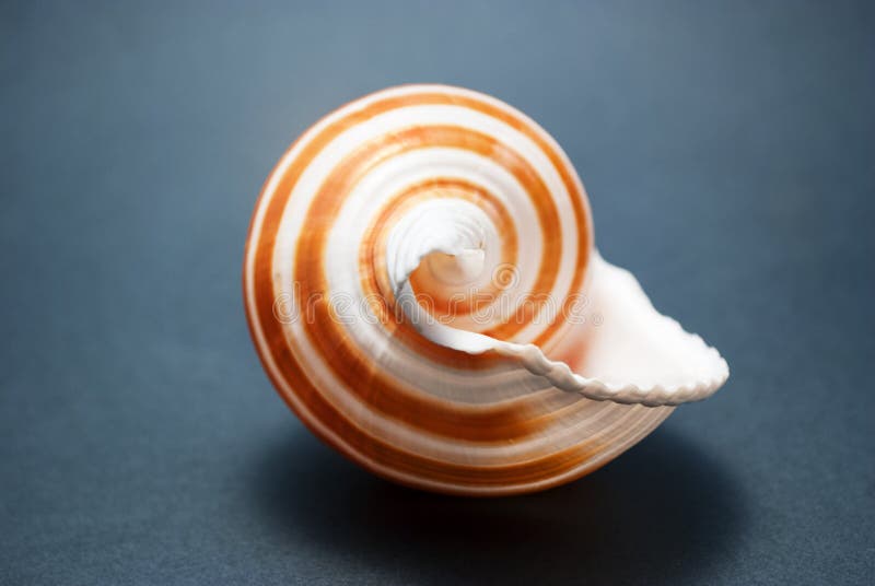 819 Striped Spiral Seashell Stock Photos - Free & Royalty-Free Stock ...