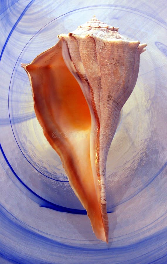 23,044 Spiral Seashell Stock Photos - Free & Royalty-Free Stock Photos ...