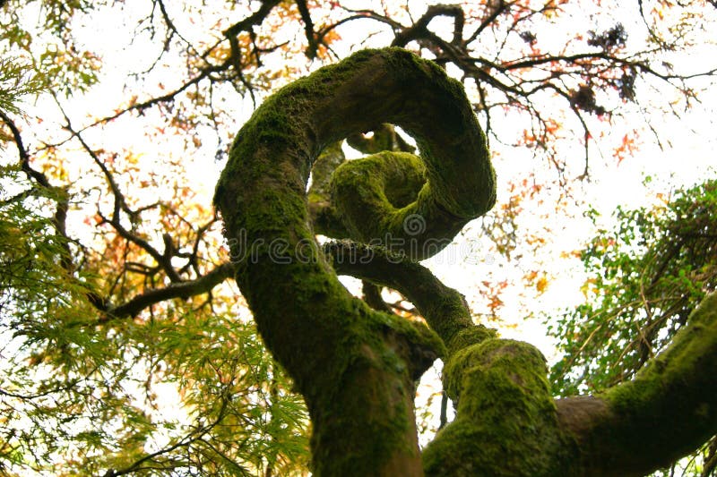 A Spiral Branch of a Decorative Tree Stock Photo - Image of beautiful ...