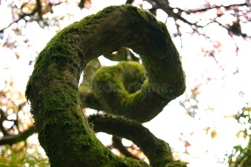 A Spiral Branch of a Decorative Tree. Park and Garden. Stock Photo ...