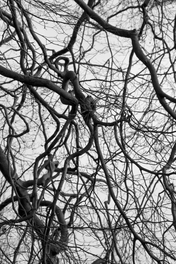 Spiralling Branches Stock Photos - Free & Royalty-Free Stock Photos ...