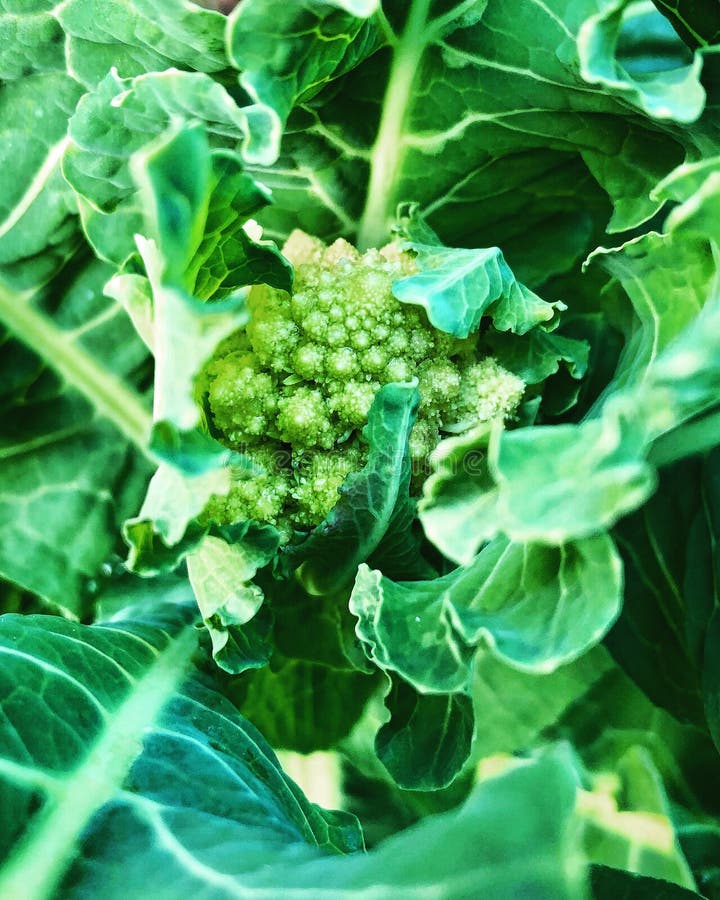 Spiral Cauliflower stock image. Image of vegetable, gardening - 242769629