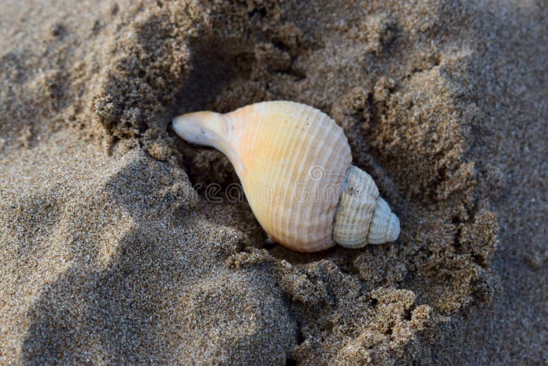 Spiral coiled sea shell stock image. Image of pale, blue - 101542047