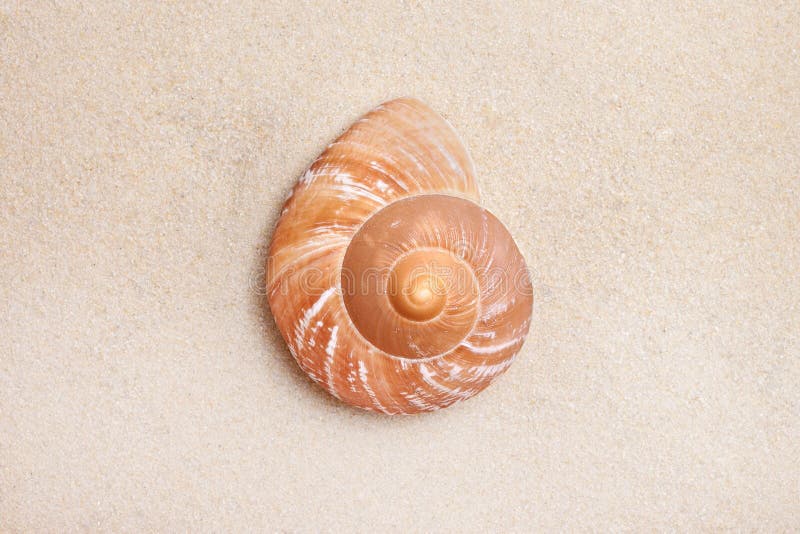 Spiral Conch Shell stock image. Image of shell, organism - 219347773