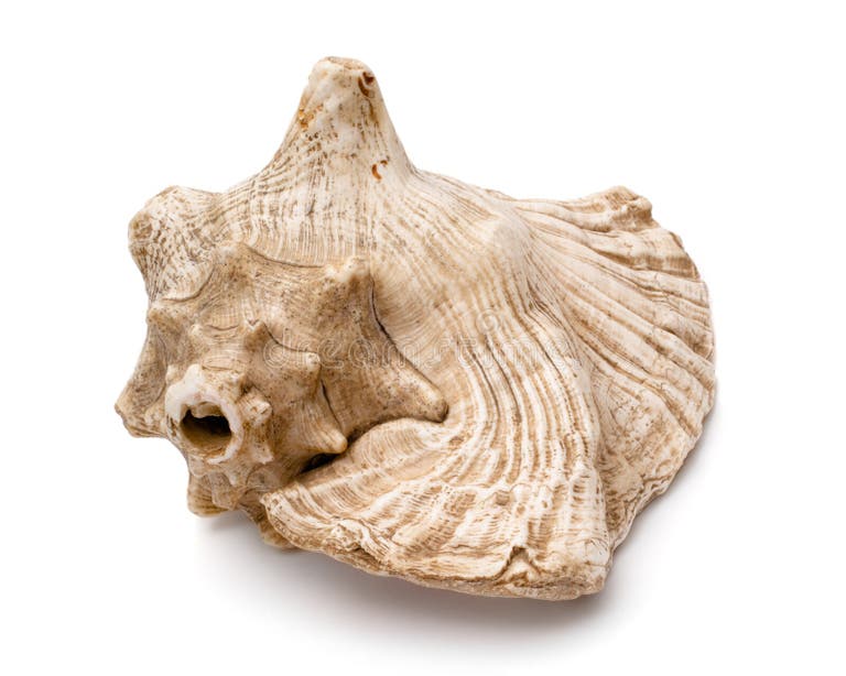 Spiral Conch Shell stock image. Image of marine, conch - 219347733