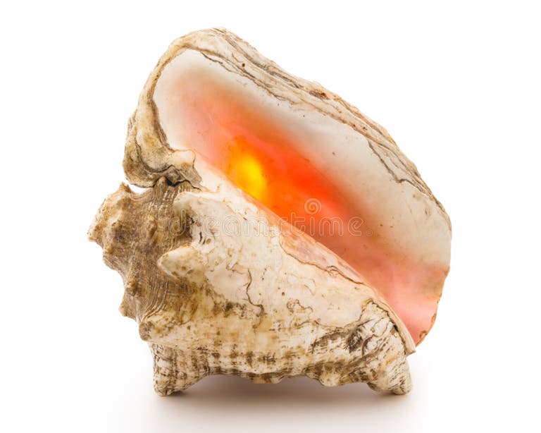 Spiral Conch Shell stock image. Image of shell, organism - 219347773