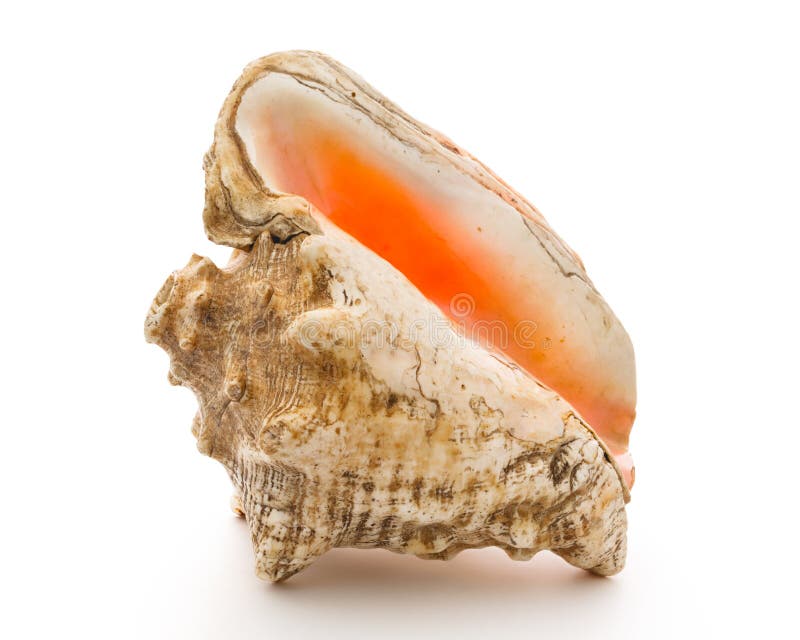 Spiral Conch Shell stock image. Image of snail, life - 219347815