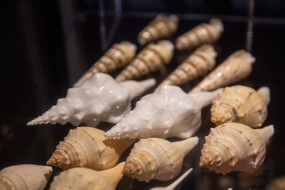 Spiral Conch Shells stock image. Image of circular, destination - 373545685