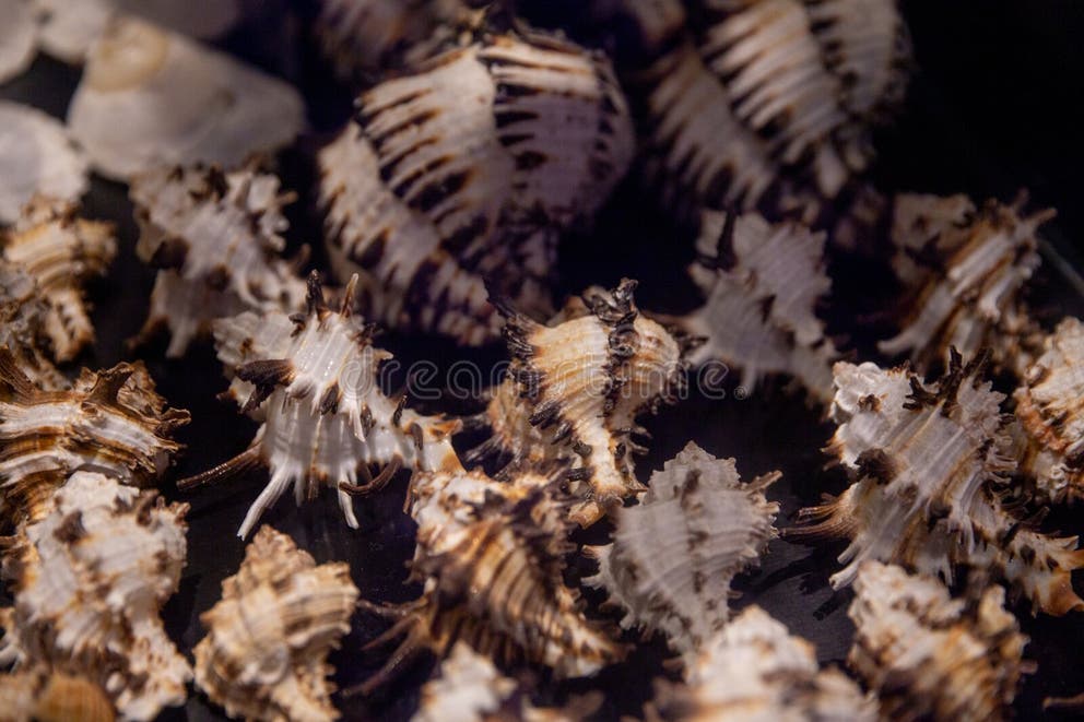 Spiral Conch Shells stock image. Image of abstract, case - 373545689