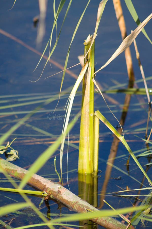 Spiral Ditchgrass Stock Photos - Free & Royalty-Free Stock Photos from ...