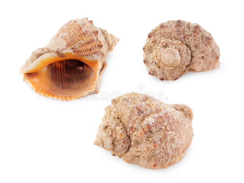 Seashell Different Angles Stock Photos - Free & Royalty-Free Stock ...
