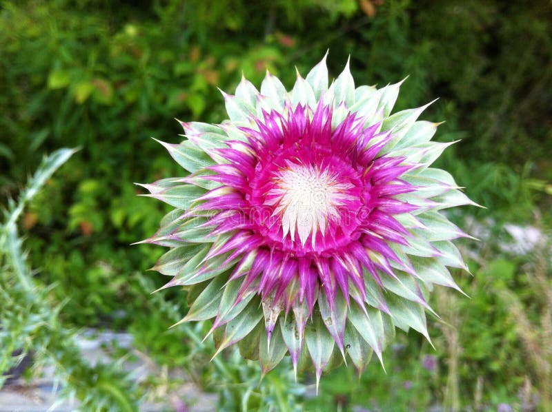 Spiral flower stock image. Image of pink, spiral, flower - 51877621