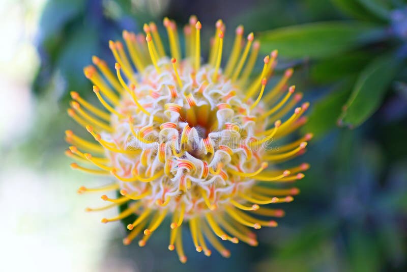 Spiral flower close up stock image. Image of green, macro - 90582685