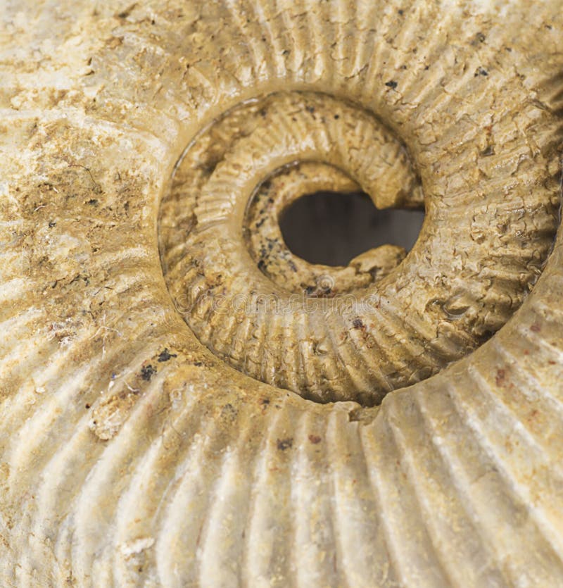 Spiral fossil close up stock image. Image of spiral, fossil - 91462961