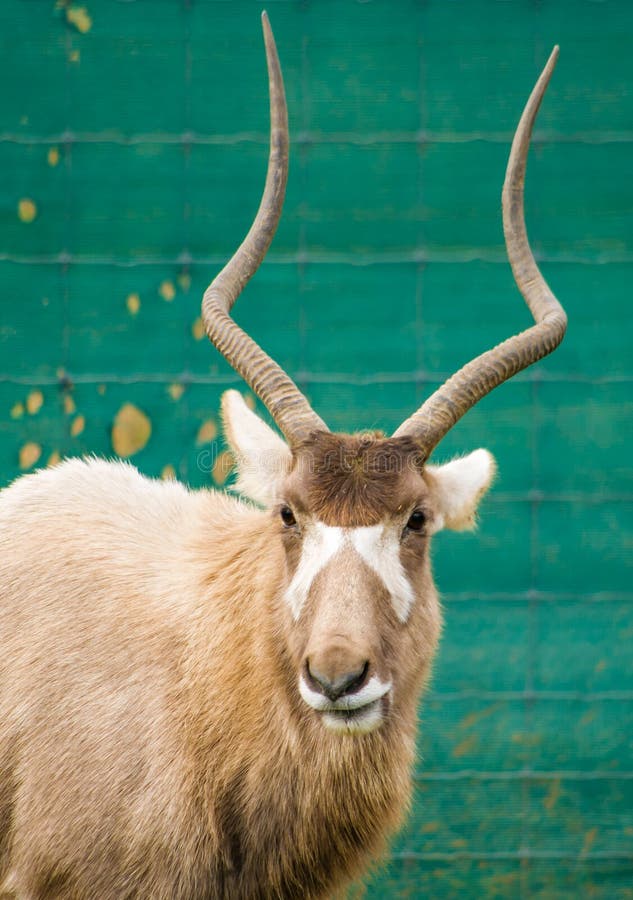 531 African Spiral Horned Antelope Stock Photos - Free & Royalty-Free ...