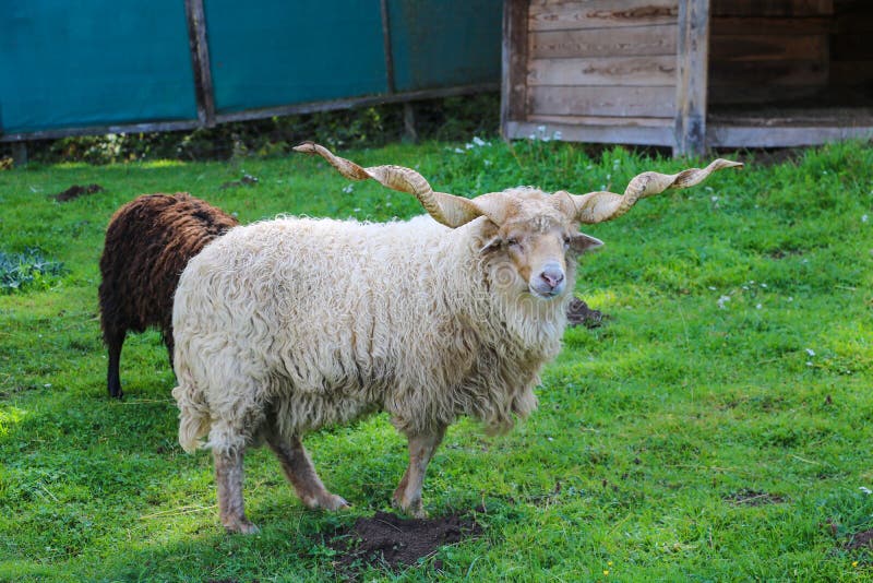 Spiral Horned Racka Eating Grass. Selectibe Focus Stock Photo - Image ...