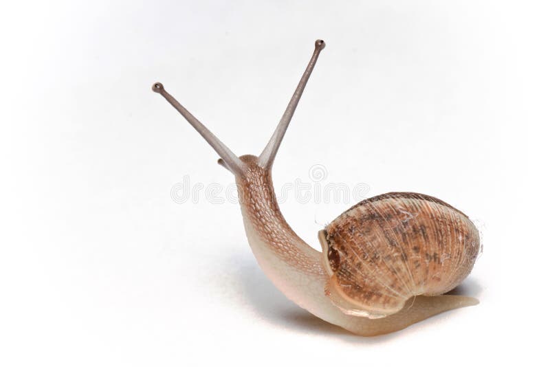 Spiral horns stock image. Image of gastropod, speed, small - 22675819