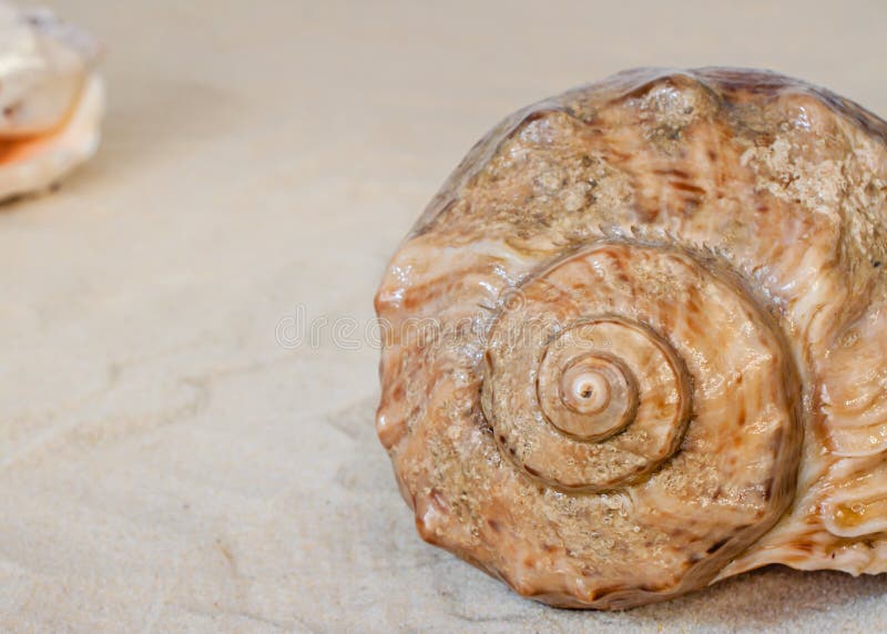 Spiral Large Brown Seashell with Sand Beach Background Stock Photo ...